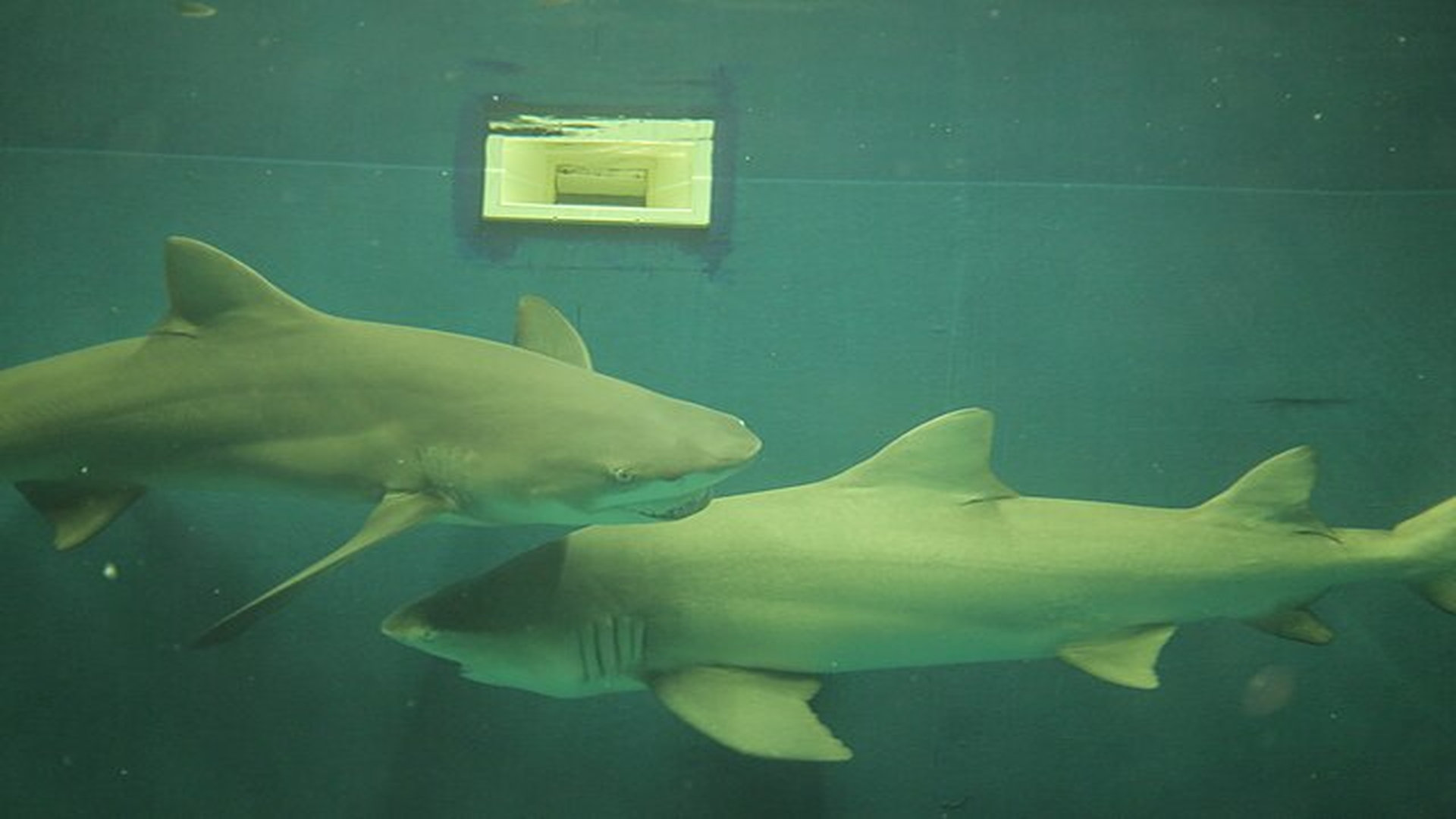 12 Times Sharks Showed Signs of Intelligence