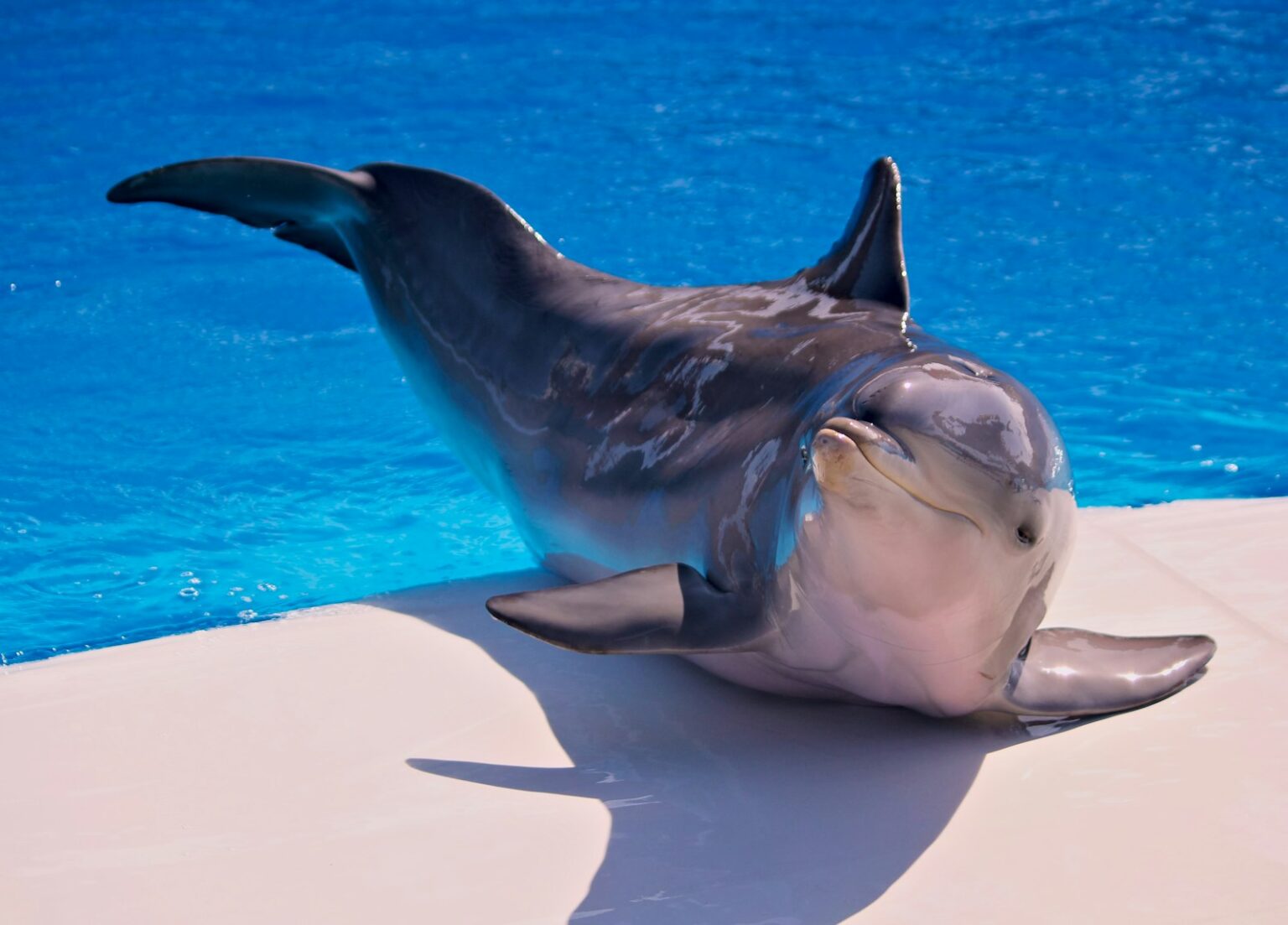 10 Dolphin Species and What Makes Each Unique