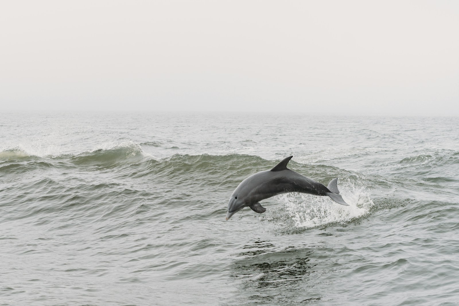 10 Dolphin Species and What Makes Each Unique