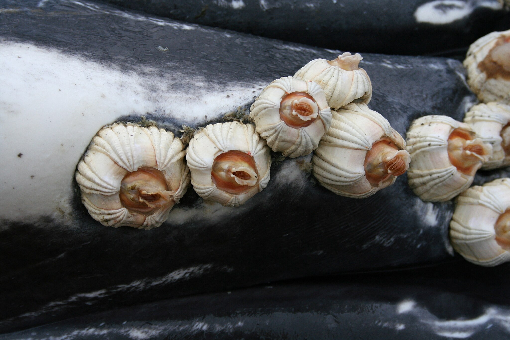 The Whale With Barnacles That Tell Its Migration History