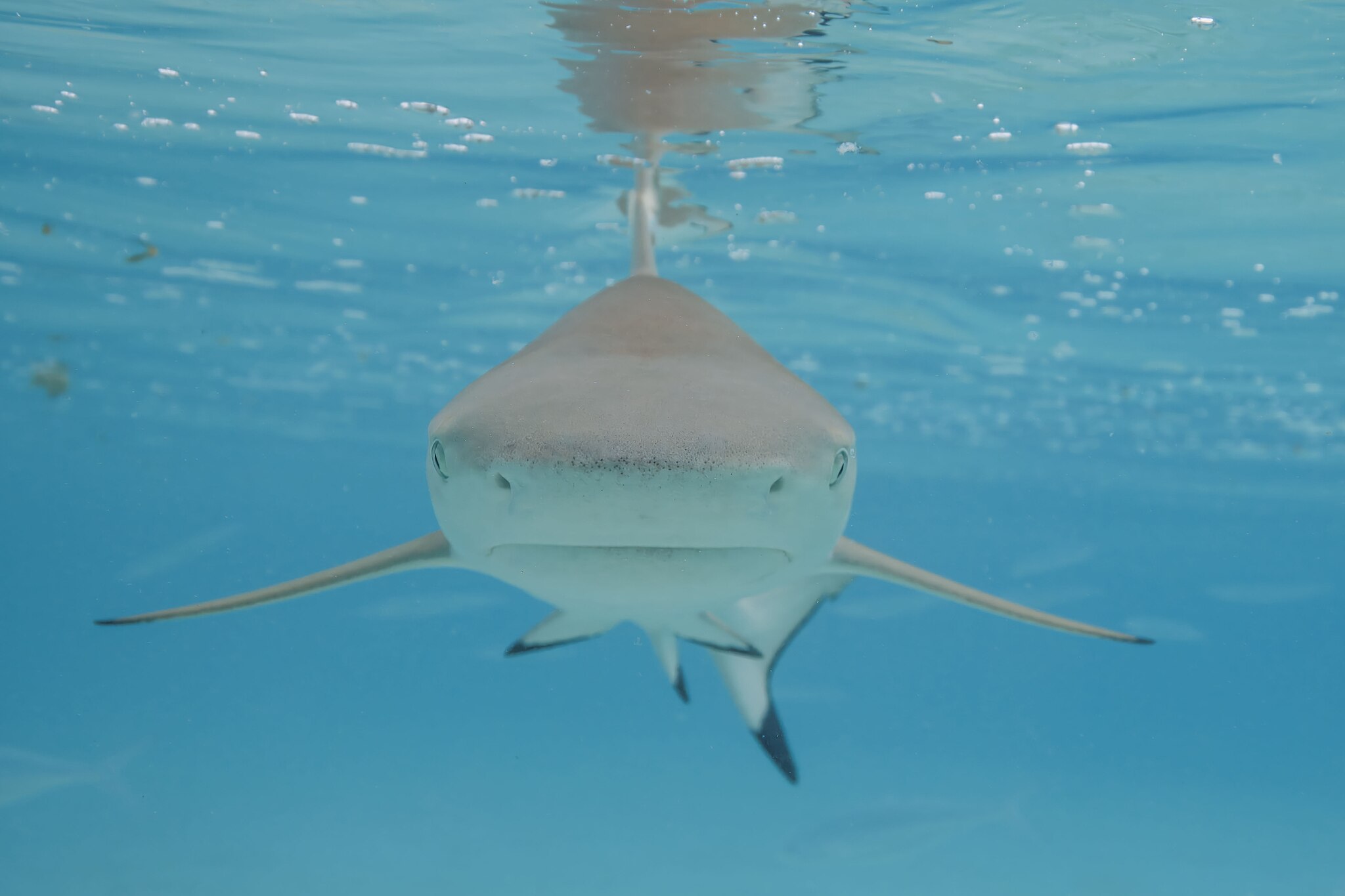 12 Reasons Sharks Circle Before Attacking