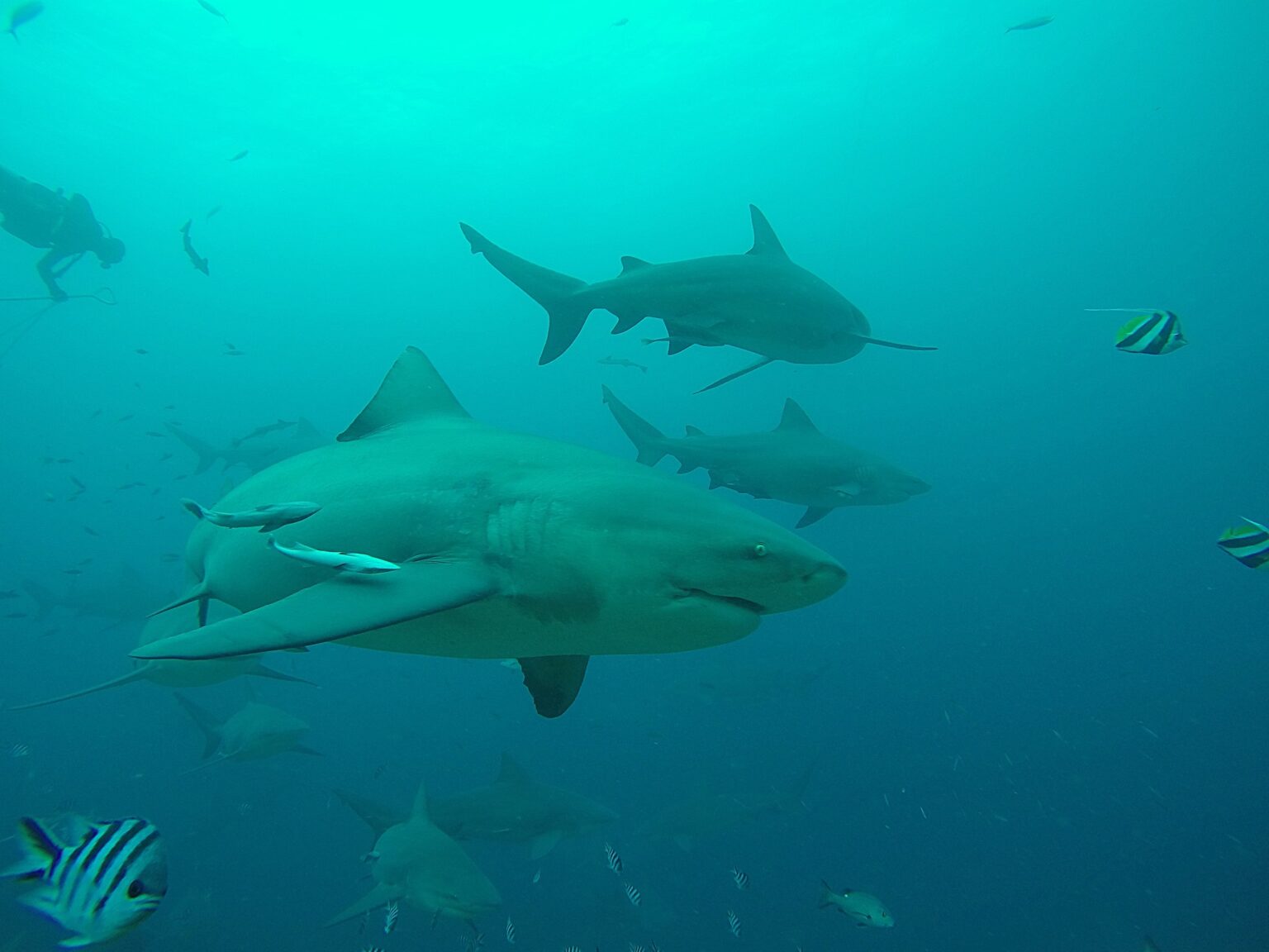 The Shark With the Strongest Jaws on Earth