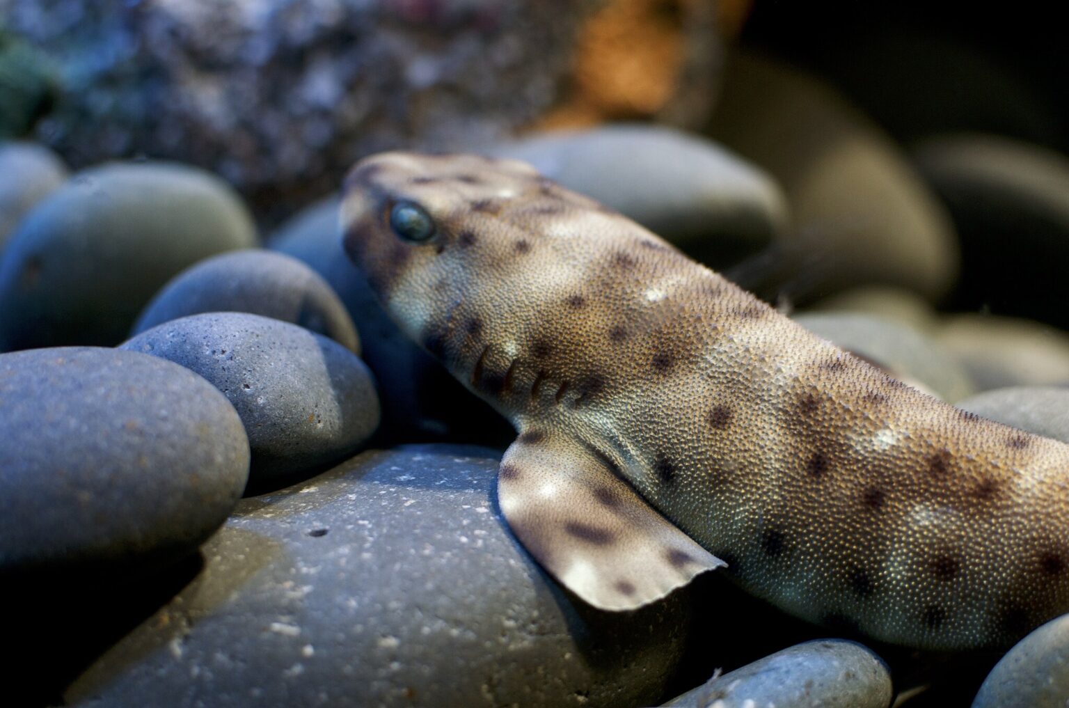9 Sharks That Glow in the Dark And Why