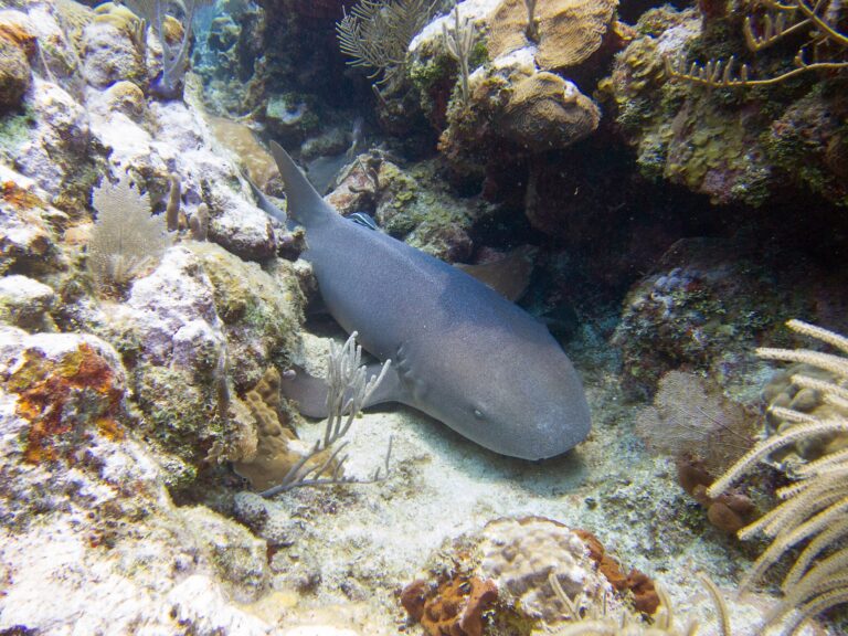 How Sharks Detect Prey Hidden Under Sand