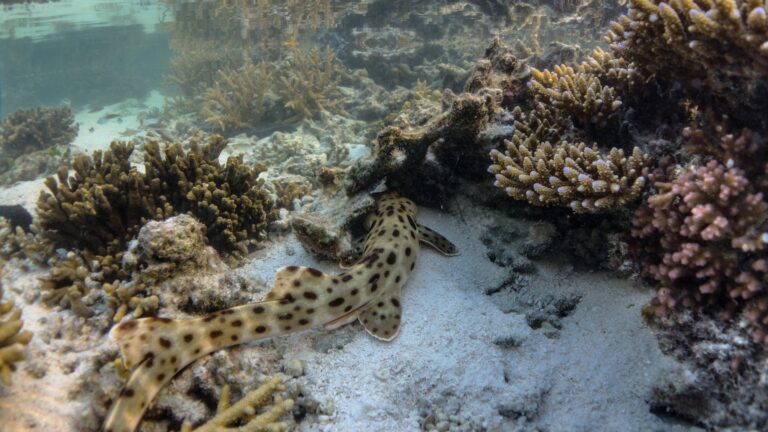 4 Sharks That Can Walk on Land