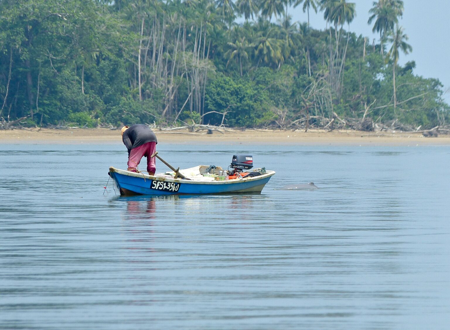How Dolphins Work With Fishermen in Traditional Hunts