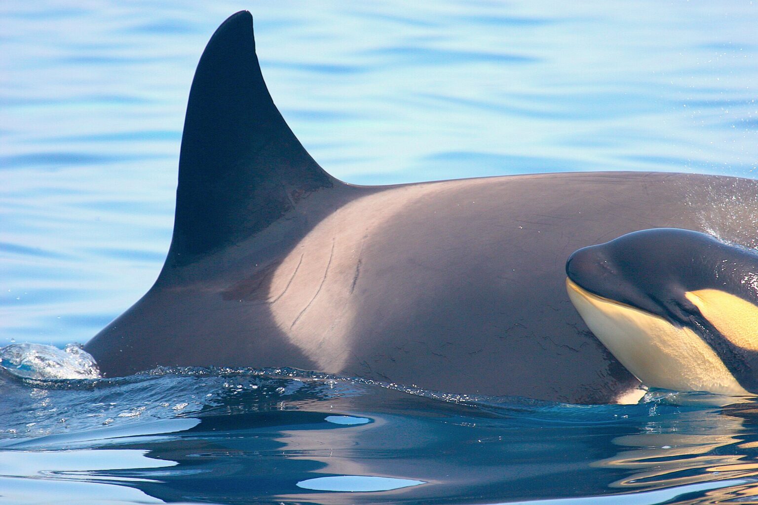 Why Some Orcas Are Born Pink