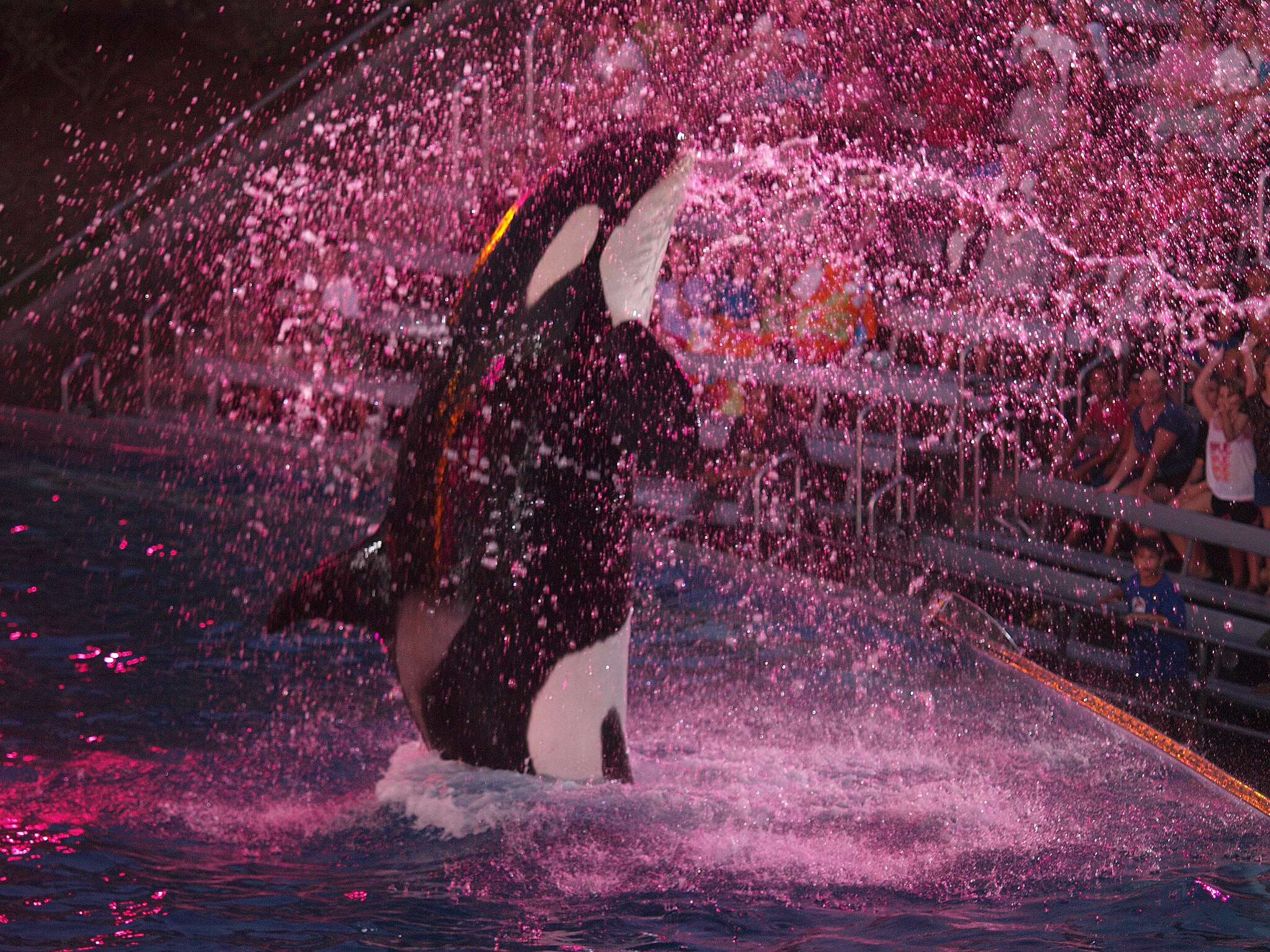 Why Some Orcas Are Born Pink