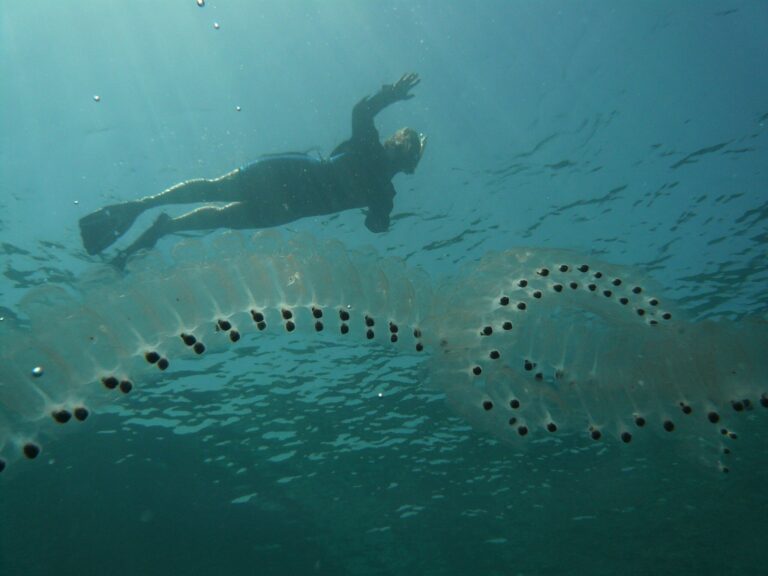 How Deep-Sea Creatures Use Jet Propulsion to Move