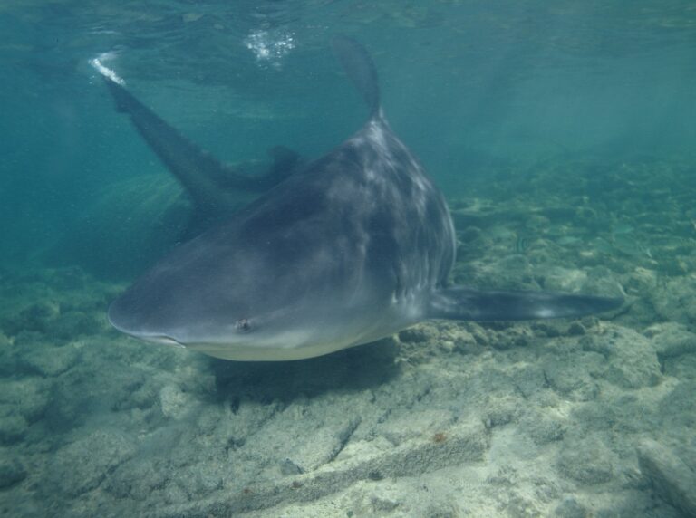 How Sharks Detect Prey Hidden Under Sand