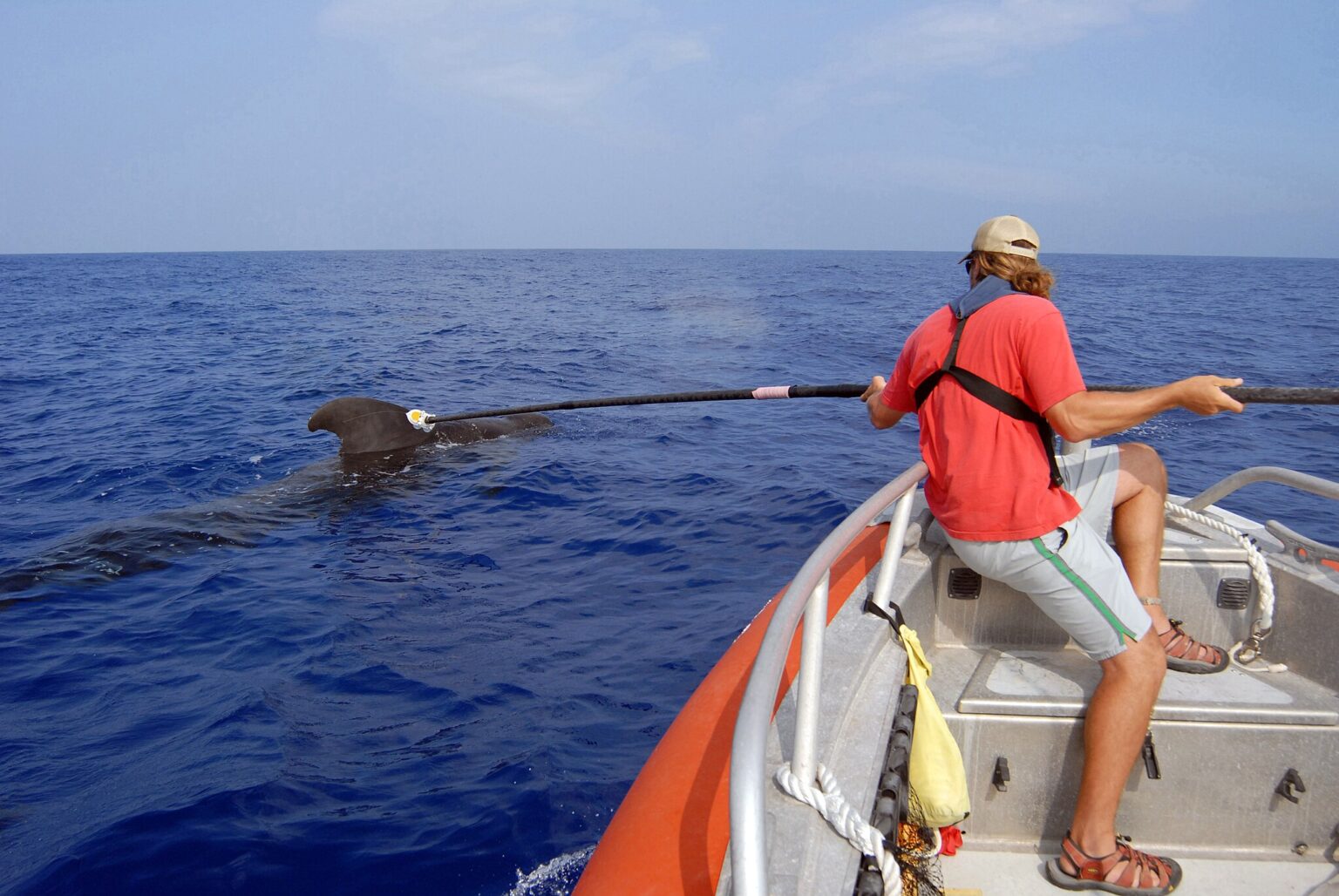 The Whale That Dives Deeper Than Ever Recorded