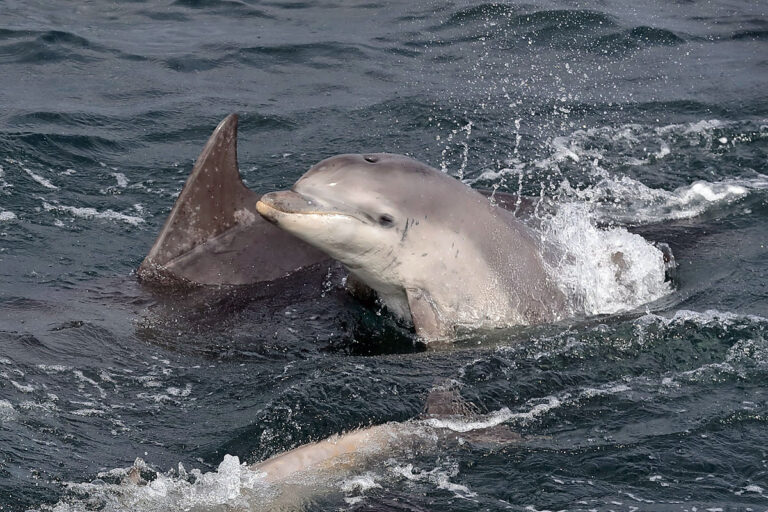 The Dolphin That Taught Itself to Use a Sponge