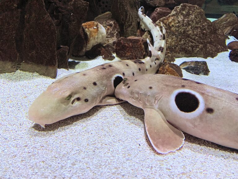 The Shark That Can “Walk” on Land for Short Distances