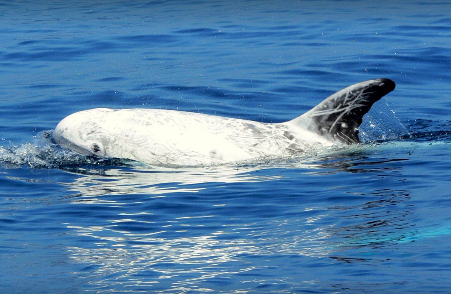 11 Dolphins That Saved Human Lives