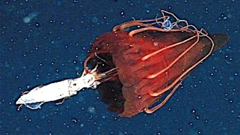 How Deep-Sea Creatures Use Jet Propulsion to Move