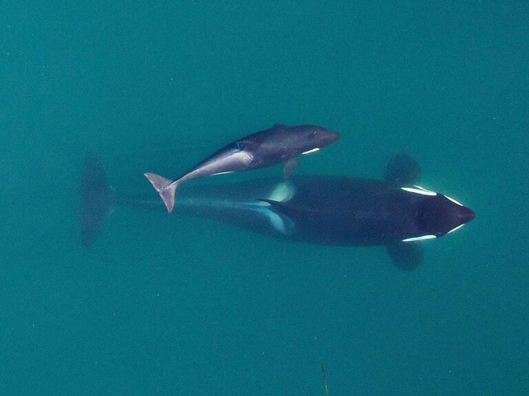Why Some Orcas Have Dialects Like Human Languages