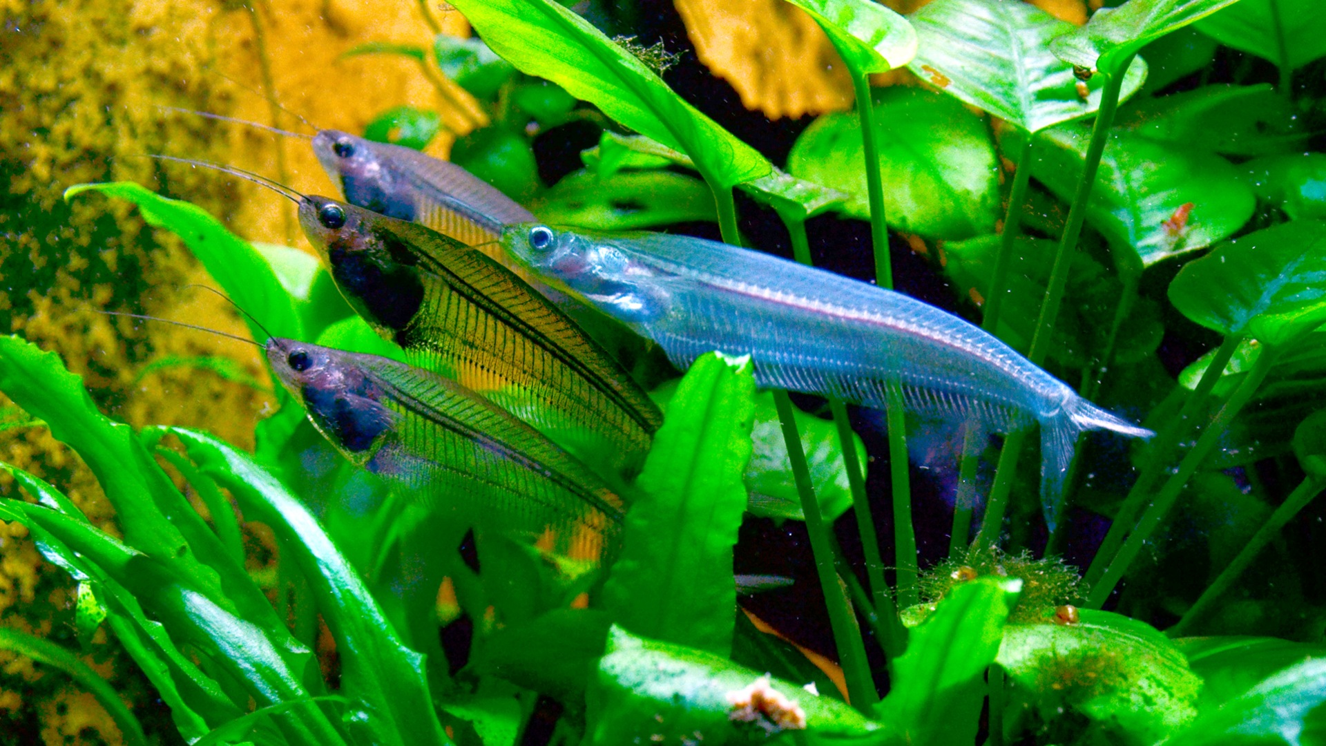 Top 10 See-Through Creatures from the Deep