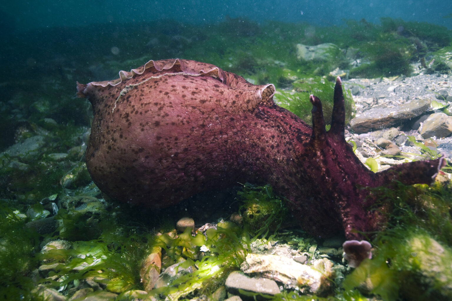 How Deep-Sea Creatures Use Jet Propulsion to Move