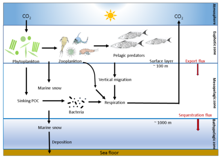 How Whales Influence Carbon Capture