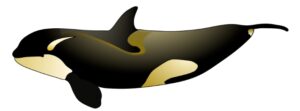Why Some Orcas Are Born Pink