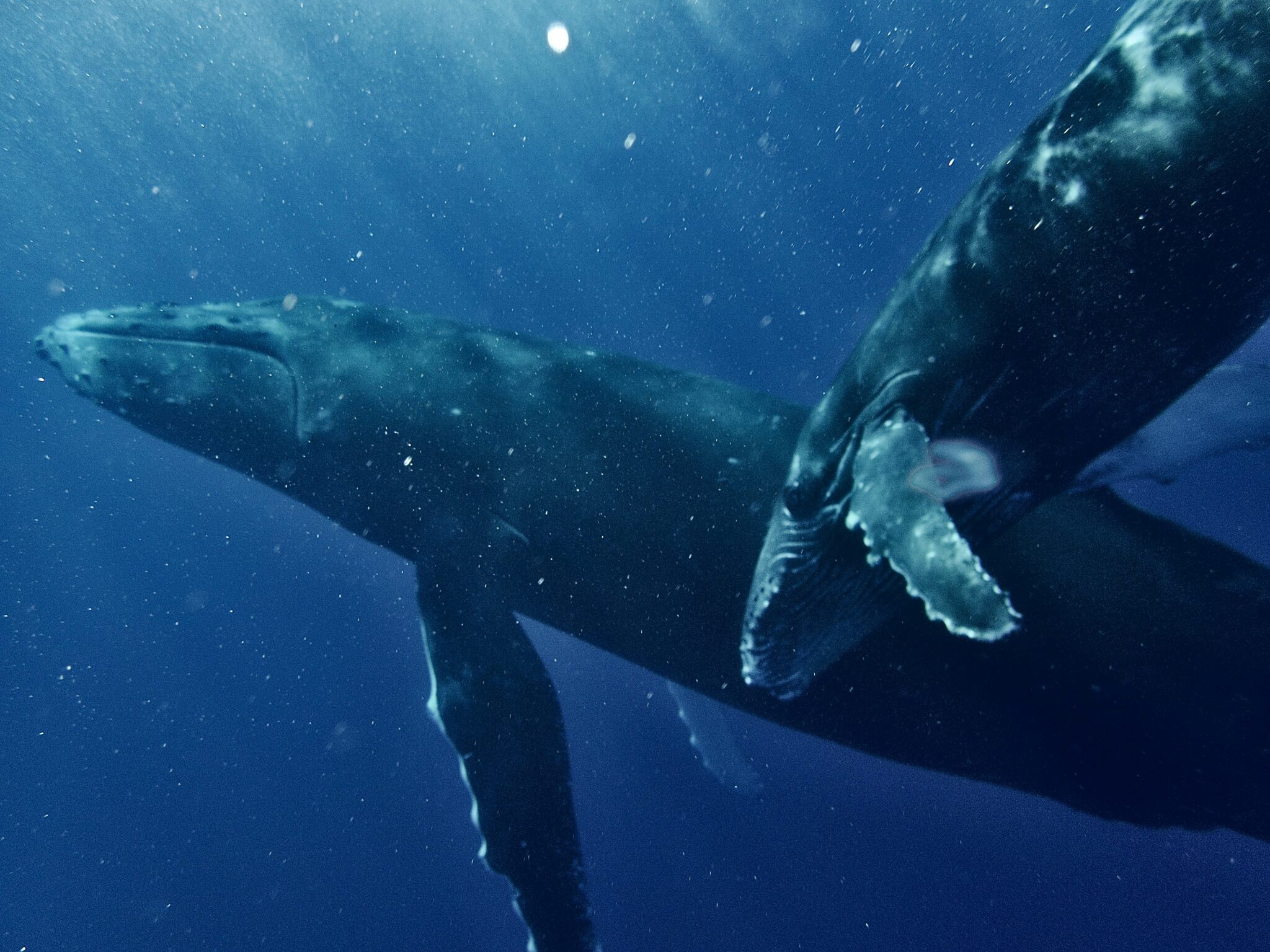 How Plastic Waste Affects Whale Feeding Patterns