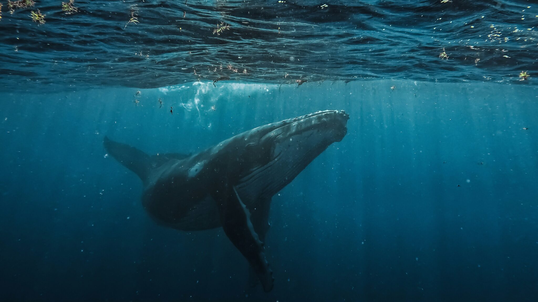 Why Orcas Avoid Certain Whale Species