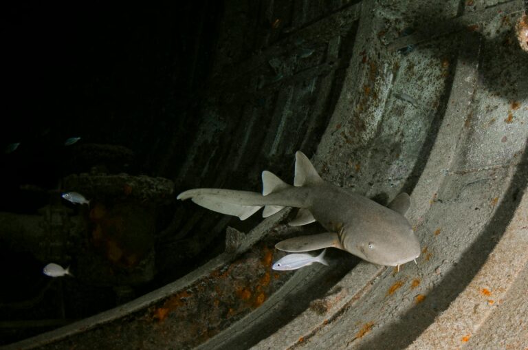 12 Times Sharks Showed Signs of Intelligence