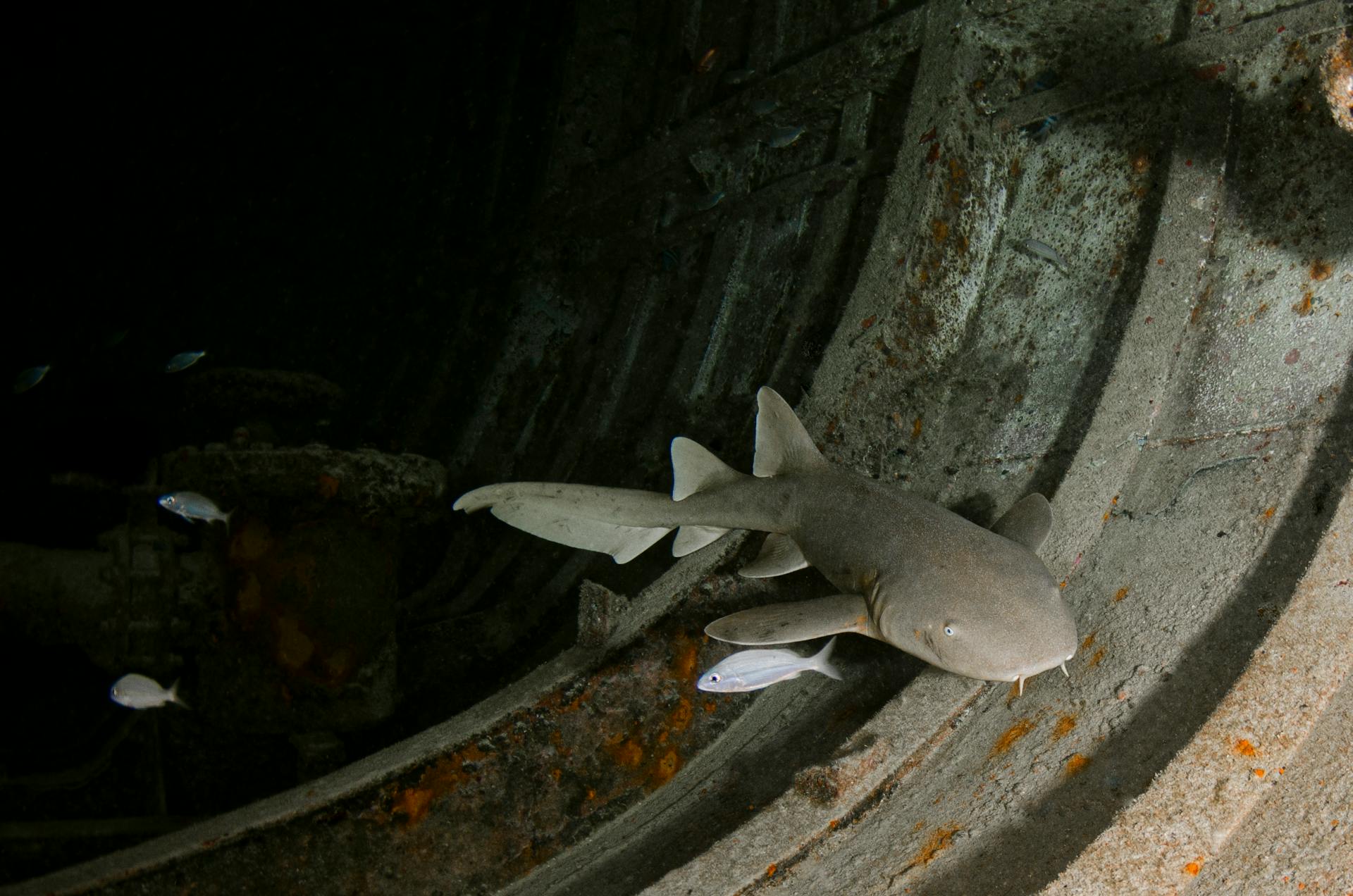 12 Times Sharks Showed Signs of Intelligence
