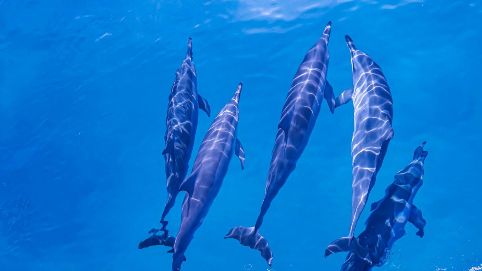 How Dolphins Use Group Coordination to Deter Predators