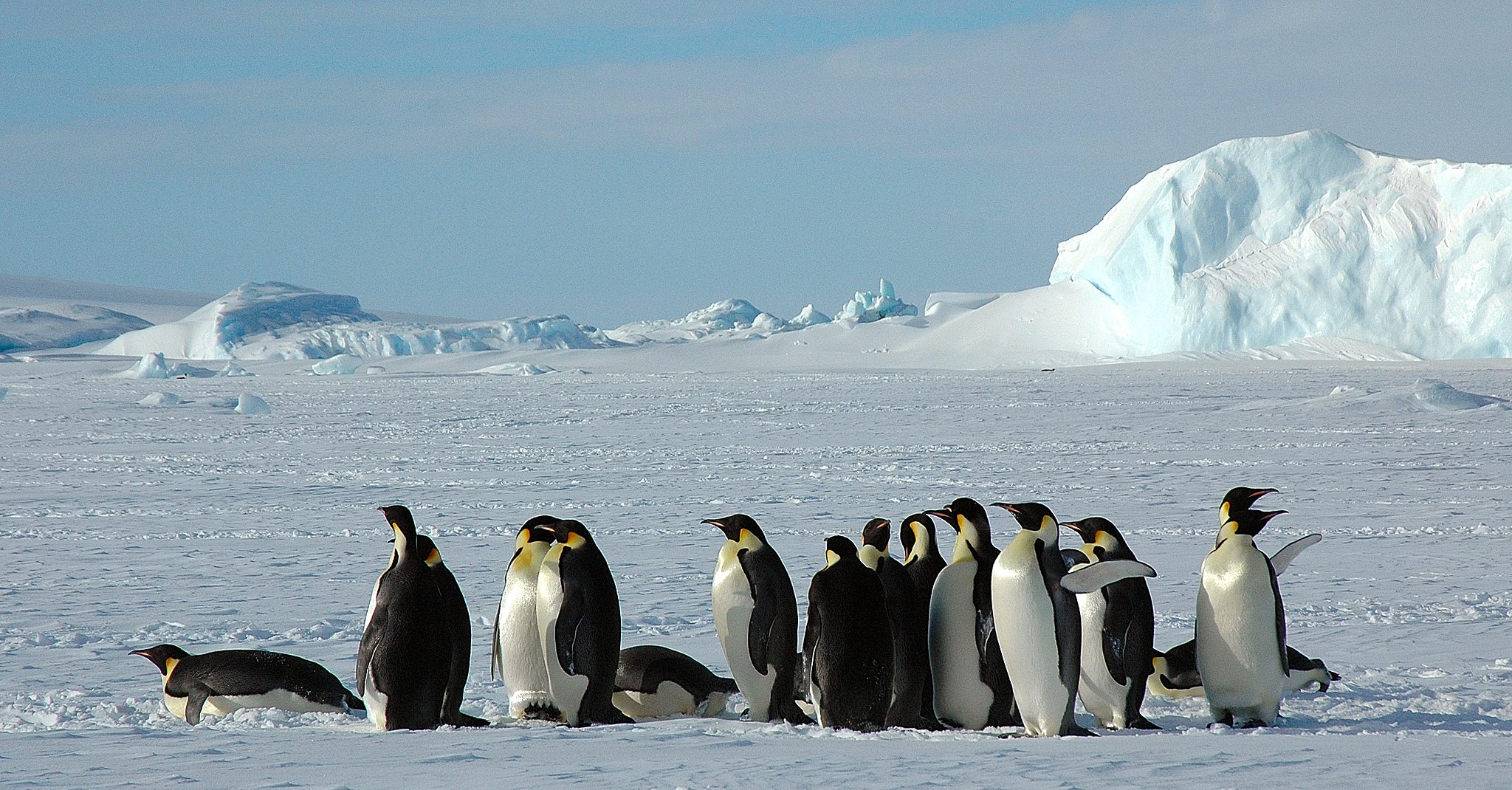 How Penguins Use Belly-Sliding to Gain Speed on Ice