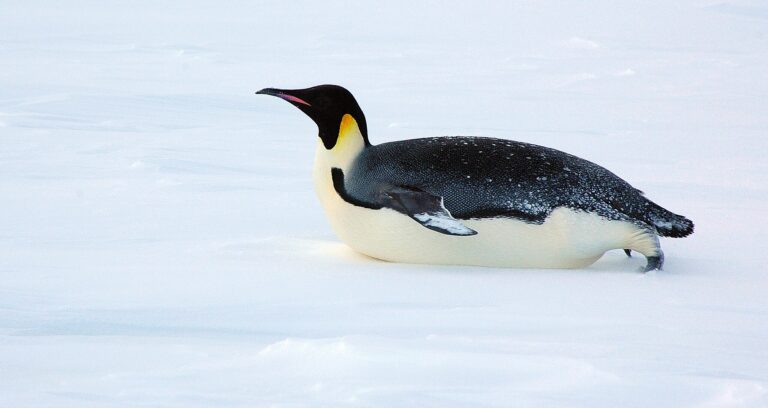 How Penguins Use Belly-Sliding to Gain Speed on Ice