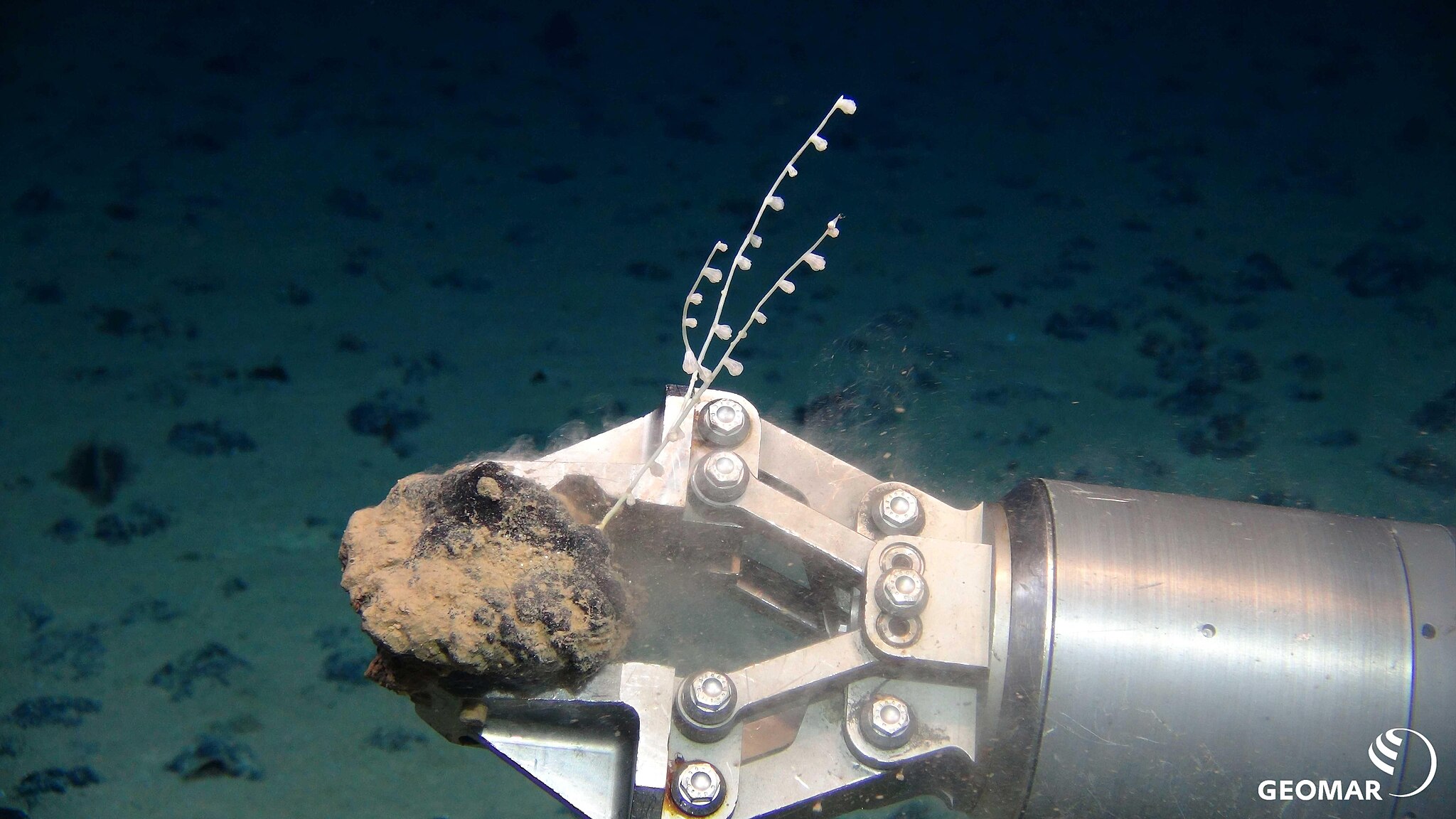 7 Creatures That Live Without Sunlight