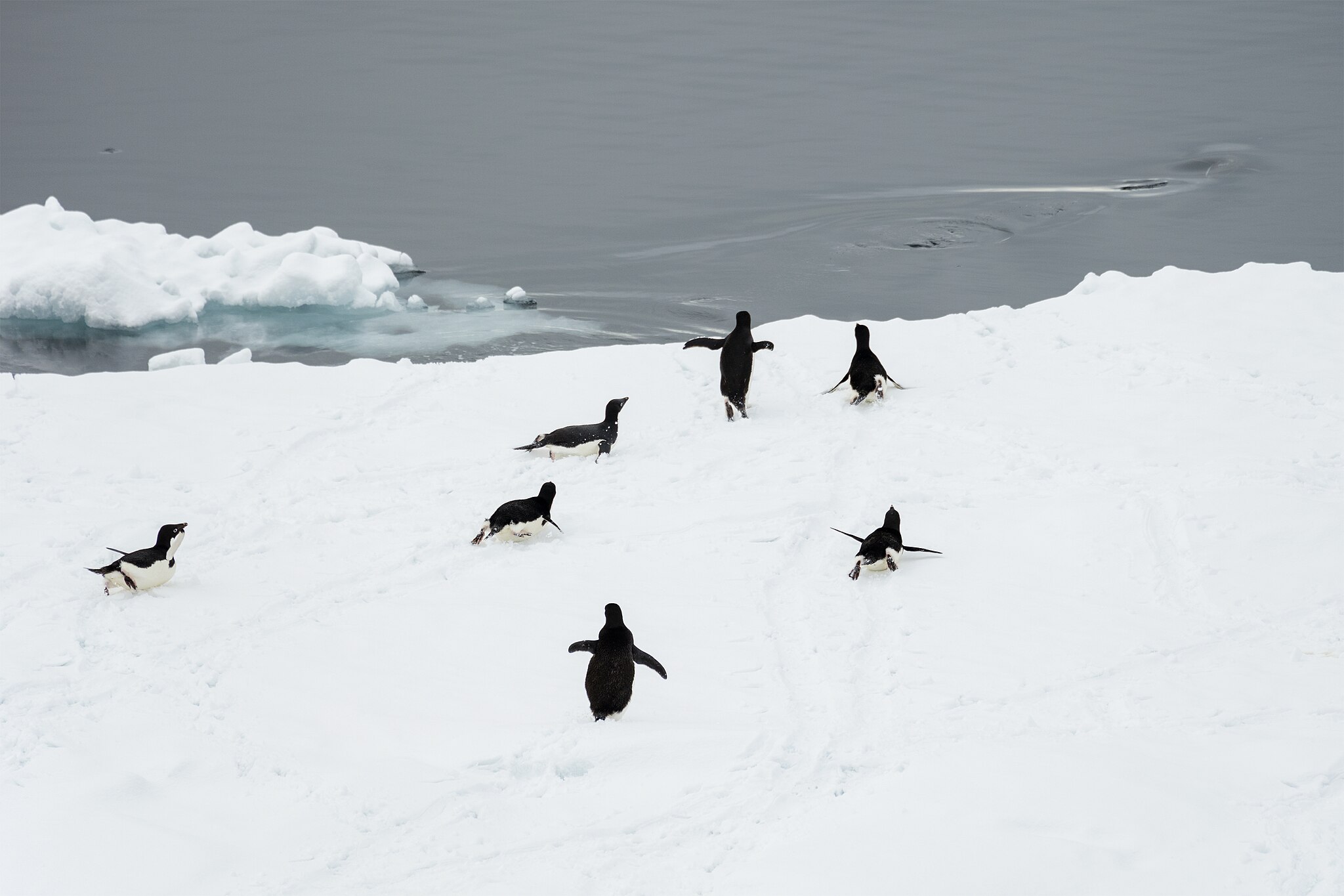 How Penguins Use Belly-Sliding to Gain Speed on Ice