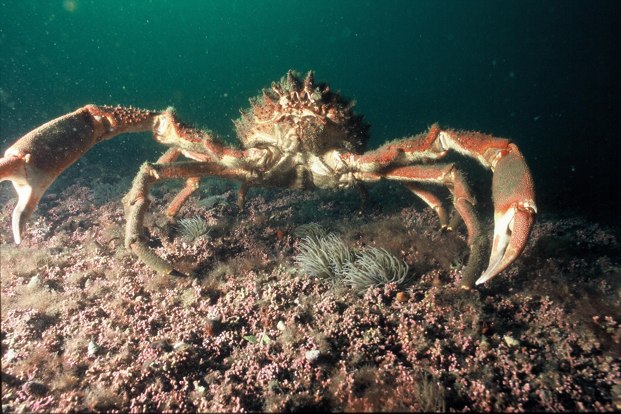 8 Deep-Sea Ambush Predators You Don’t Want to Meet