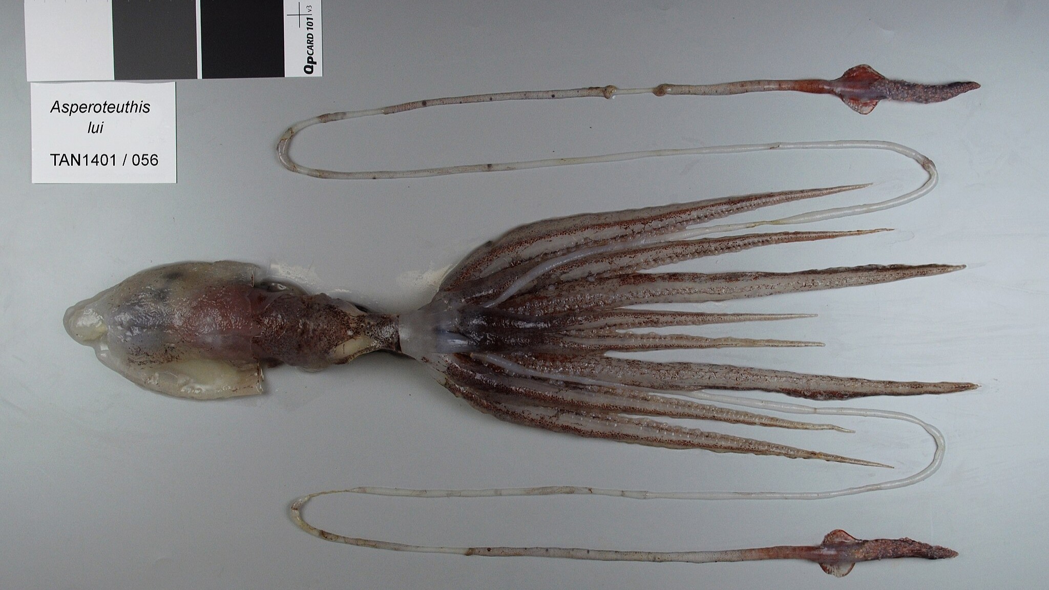 11 Ocean Floor Creatures Only Seen Once
