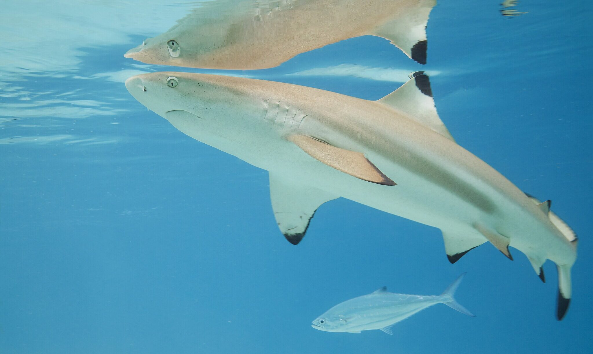 The Shark That Hunts in Packs Like Wolves