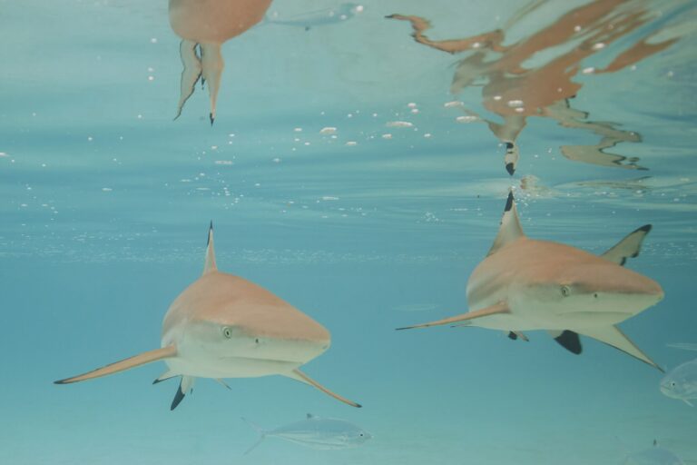 12 Times Sharks Showed Signs of Intelligence