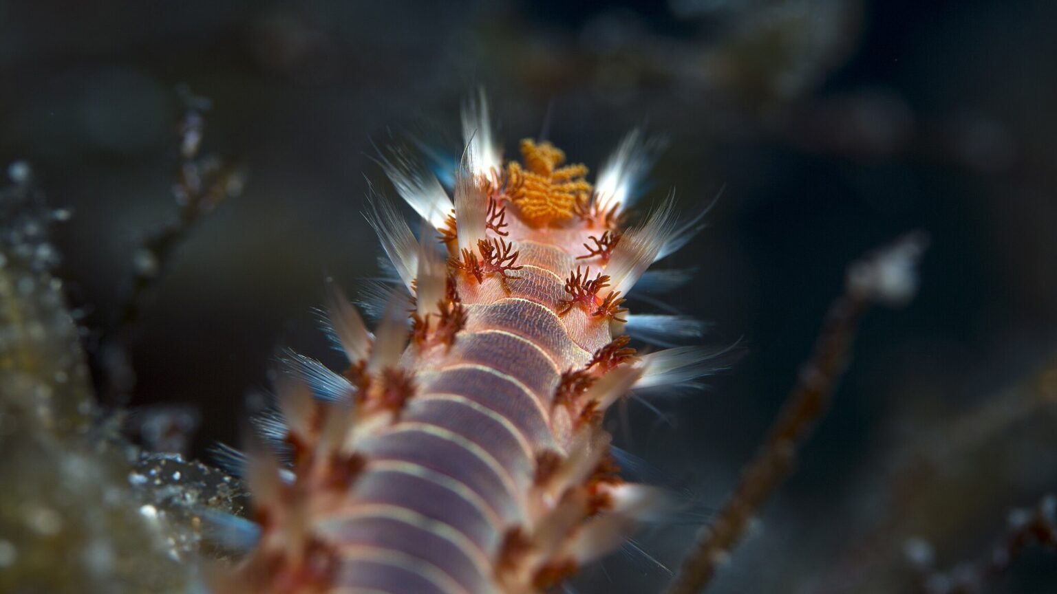 8 Deep-Sea Ambush Predators You Don’t Want to Meet
