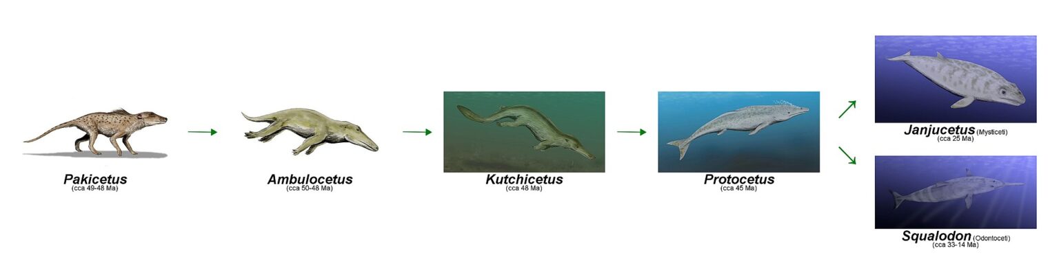The Oldest Known Whale Ever Found