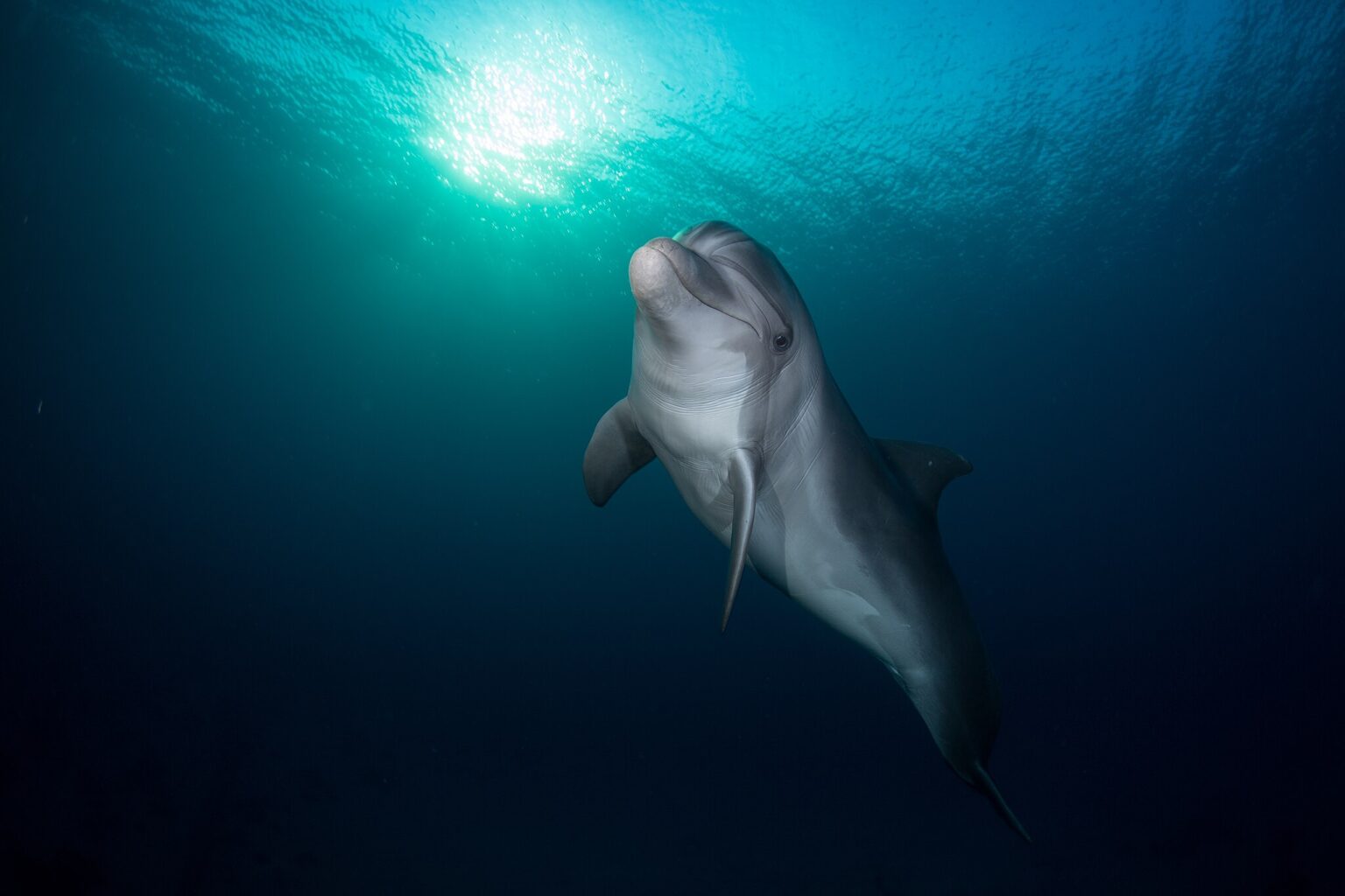 Top 12 Smartest Marine Mammals Ranked