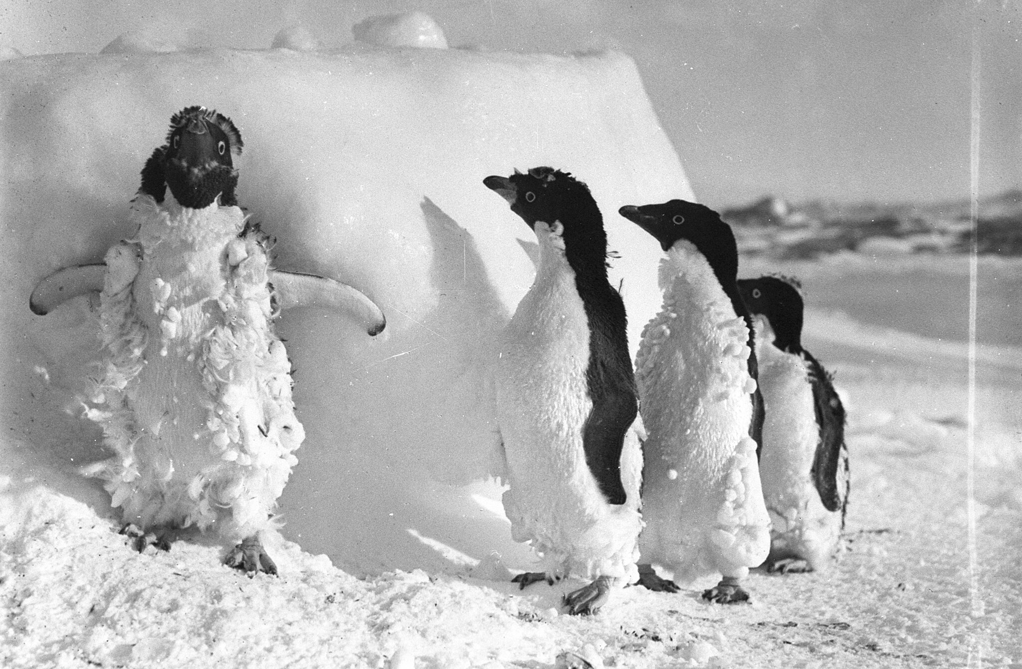 Why Penguins Molt All at Once