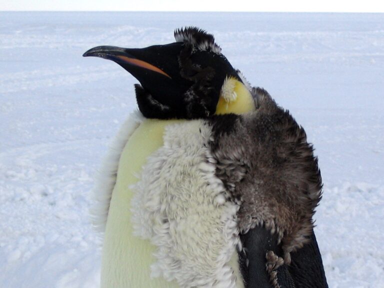Why Penguins Molt All at Once
