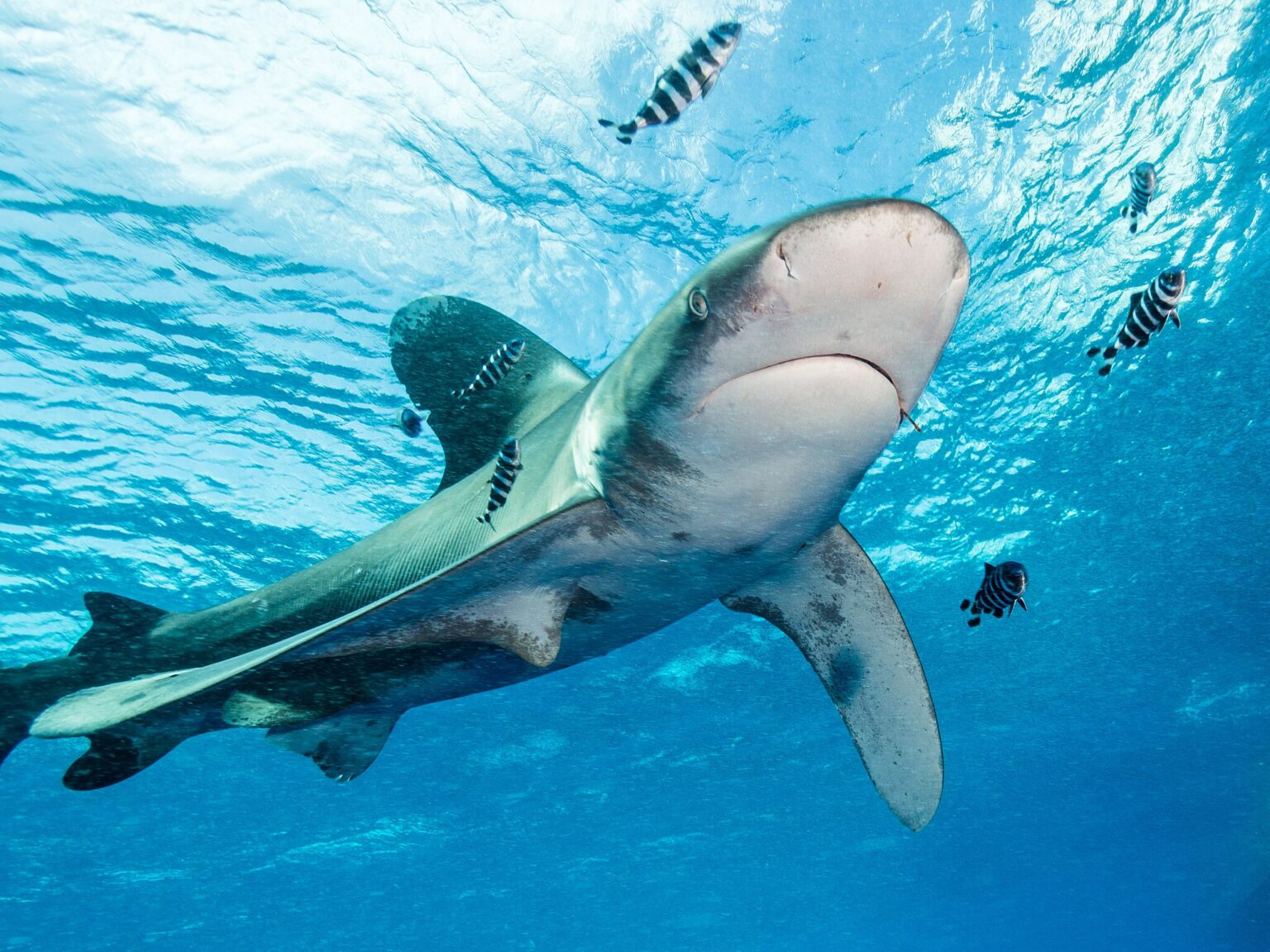 Why Sharks Sometimes Swim Upside Down