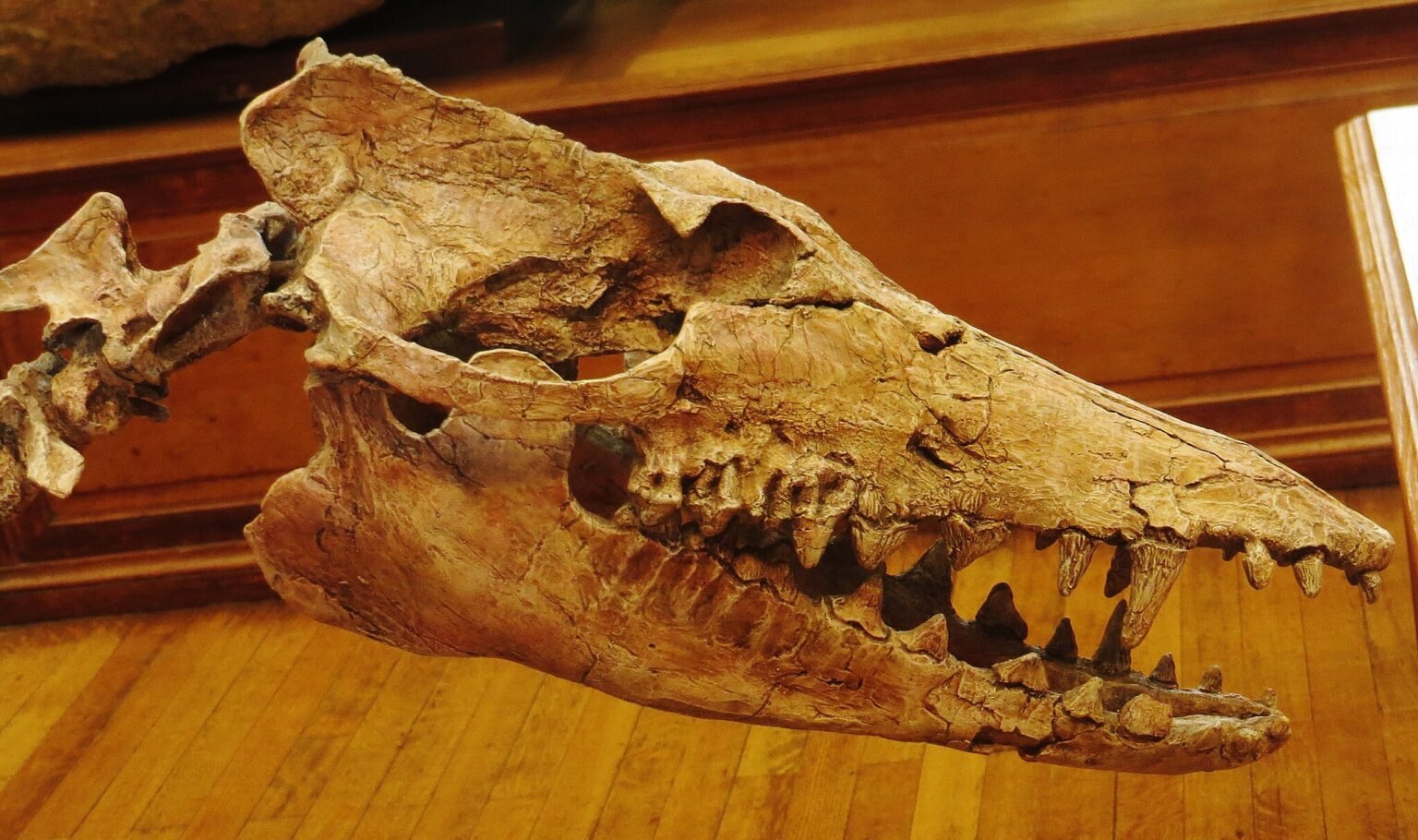 The Oldest Known Whale Ever Found