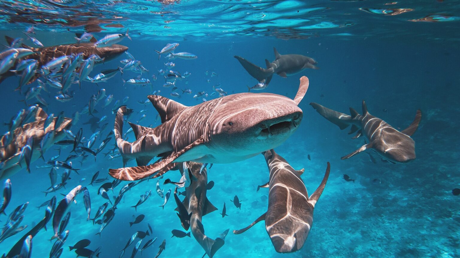 12 Reasons Sharks Circle Before Attacking