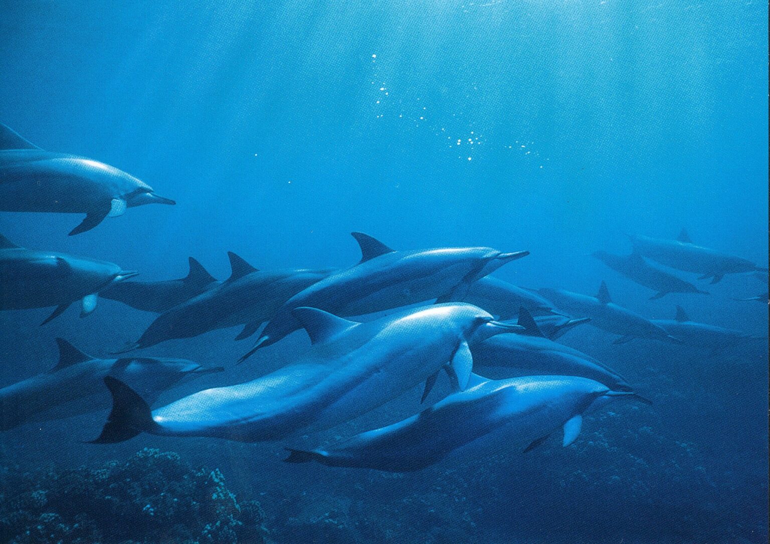 The Dolphin That Taught Itself to Use a Sponge