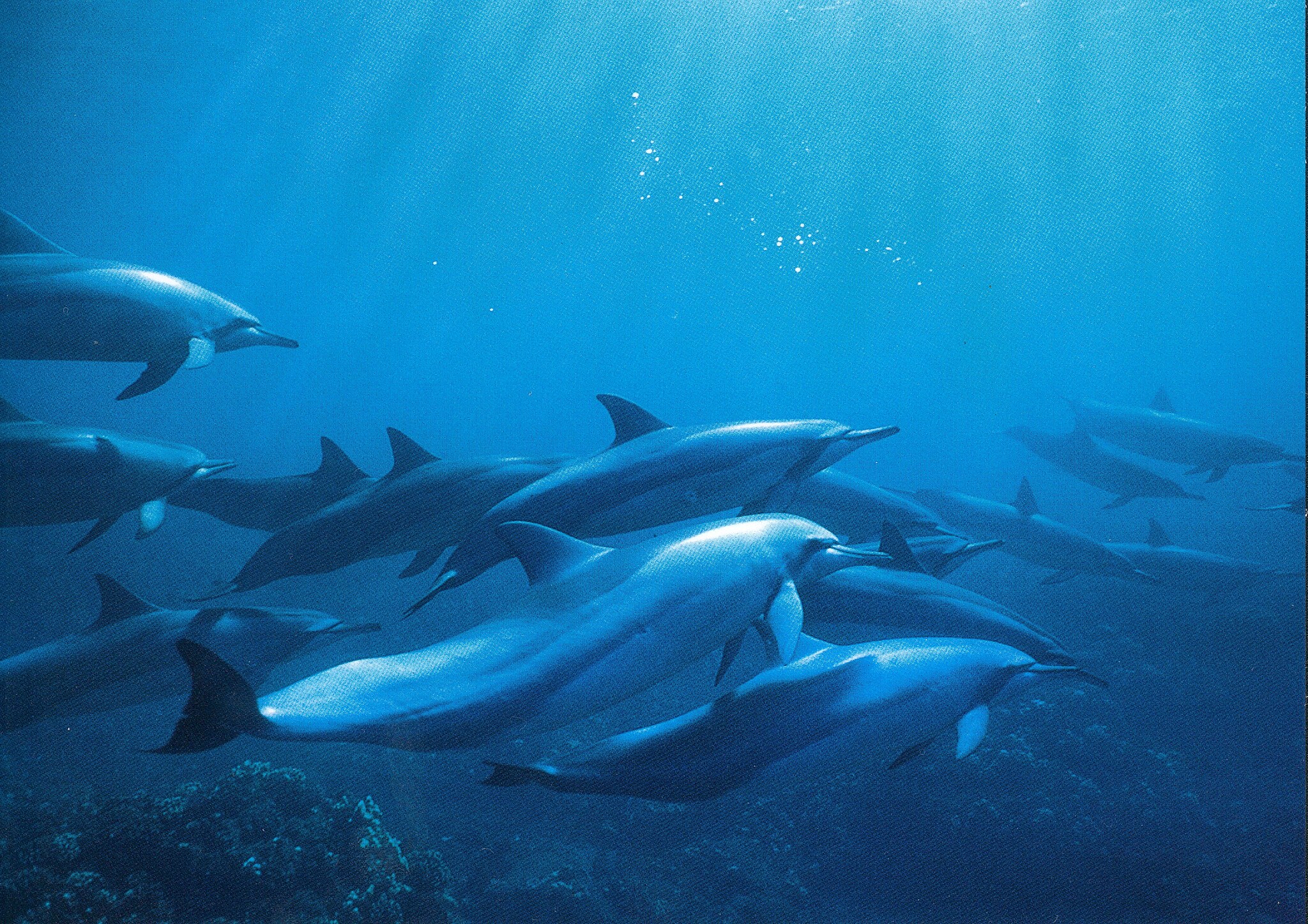 The Dolphin That Taught Itself to Use a Sponge