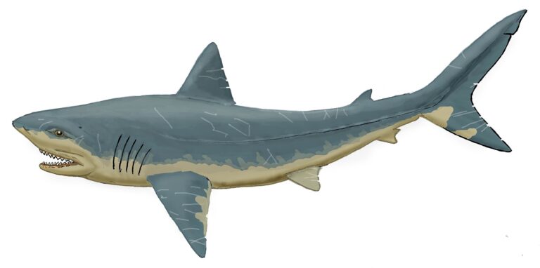 11 Prehistoric Sharks That Once Ruled the Seas