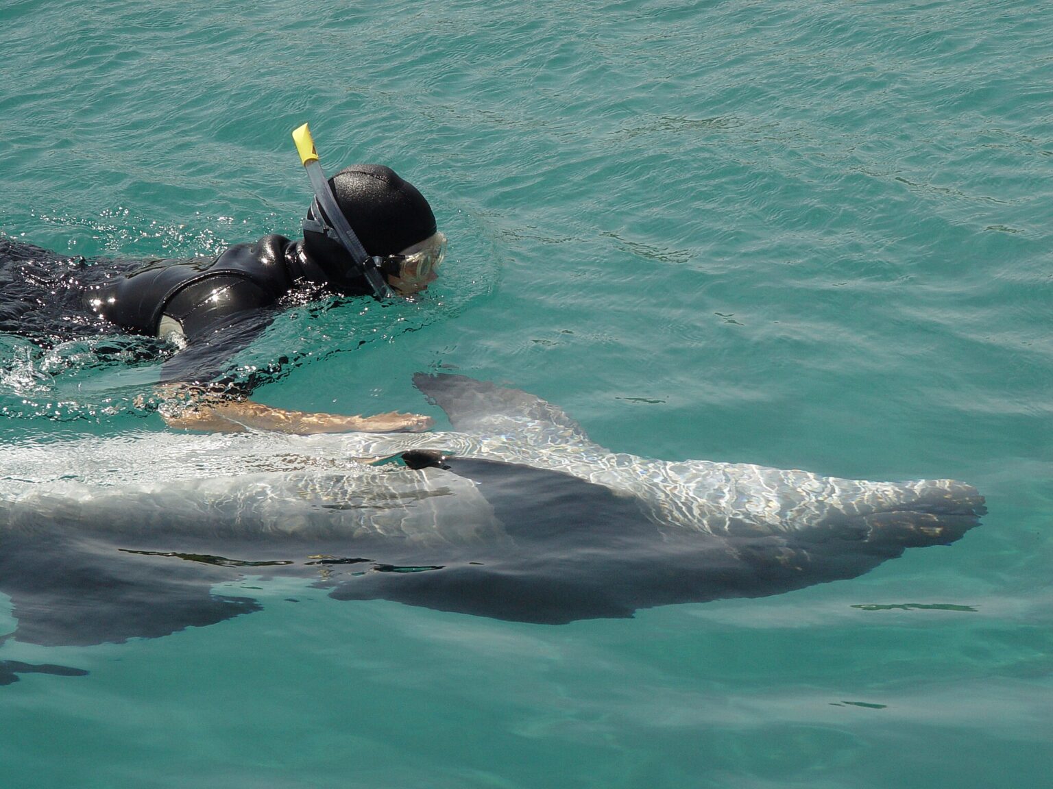 The Link Between Dolphin Brains and Human Empathy
