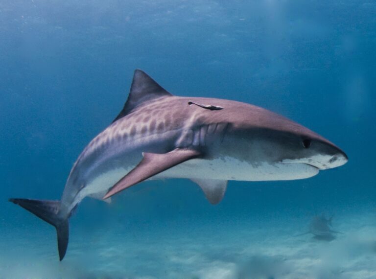 Why Sharks Sometimes Swim Upside Down